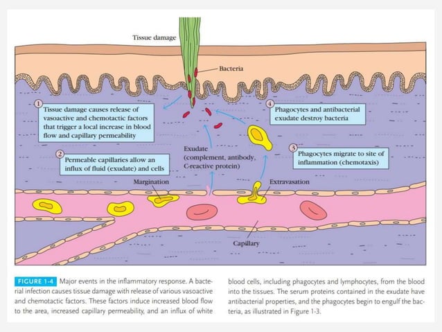Immunology - Innate and Acquired Immunity | PPTX