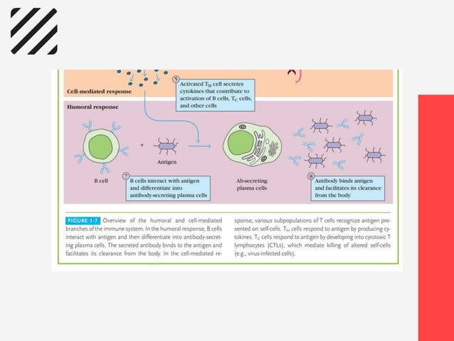 Immunology - Innate and Acquired Immunity | PPTX