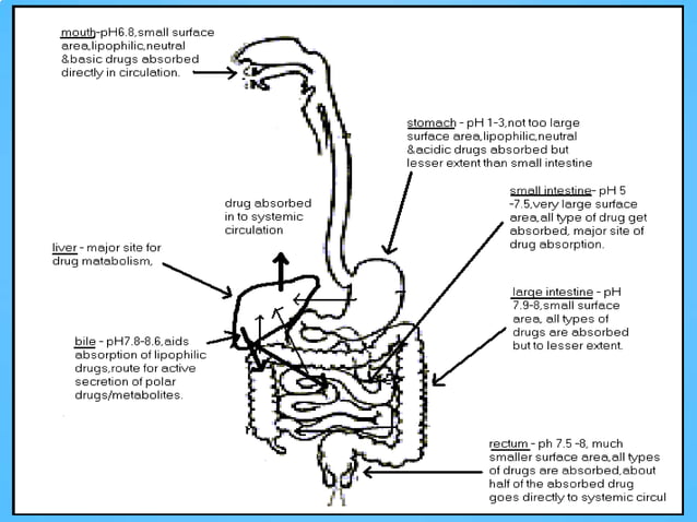 FACTORS INFLUENCING DRUG ABSORPTION THOUGH GIT (1).pptx ...
