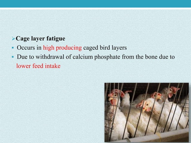 Factors influencing the nutrient requirements in poultry | PPTX ...