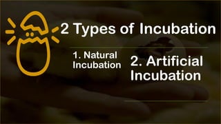 Factors in successful incubation | PDF