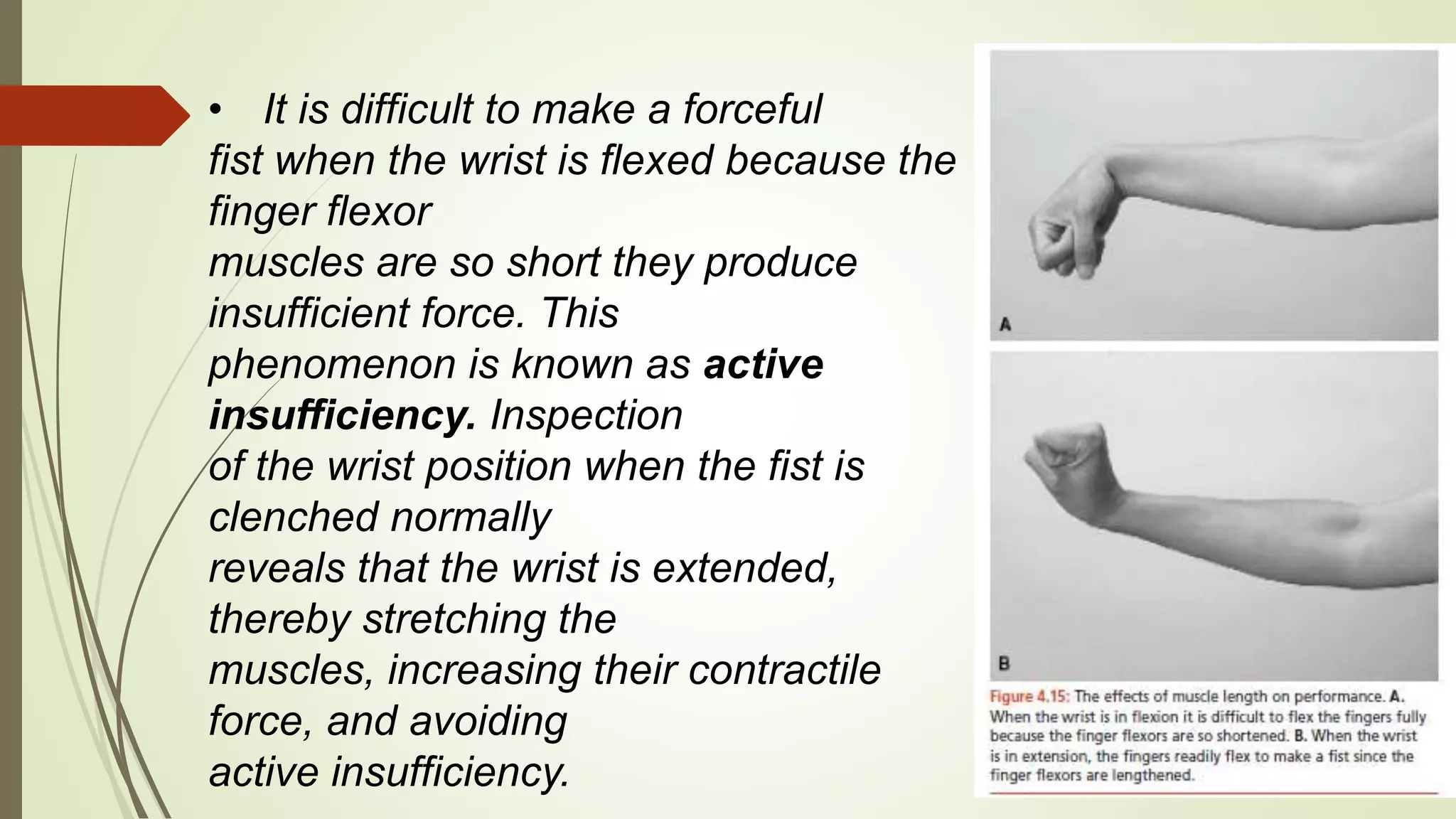 Factors that influence a muscle contraction | PPTX