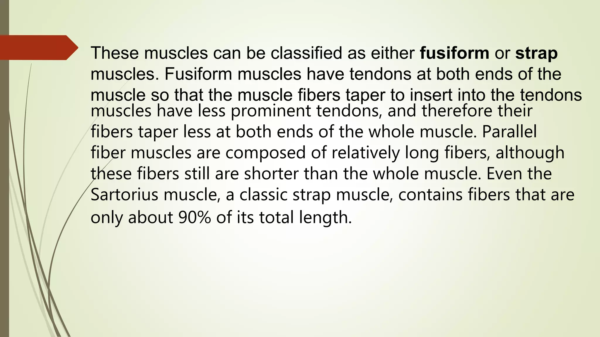 Factors that influence a muscle contraction | PPTX