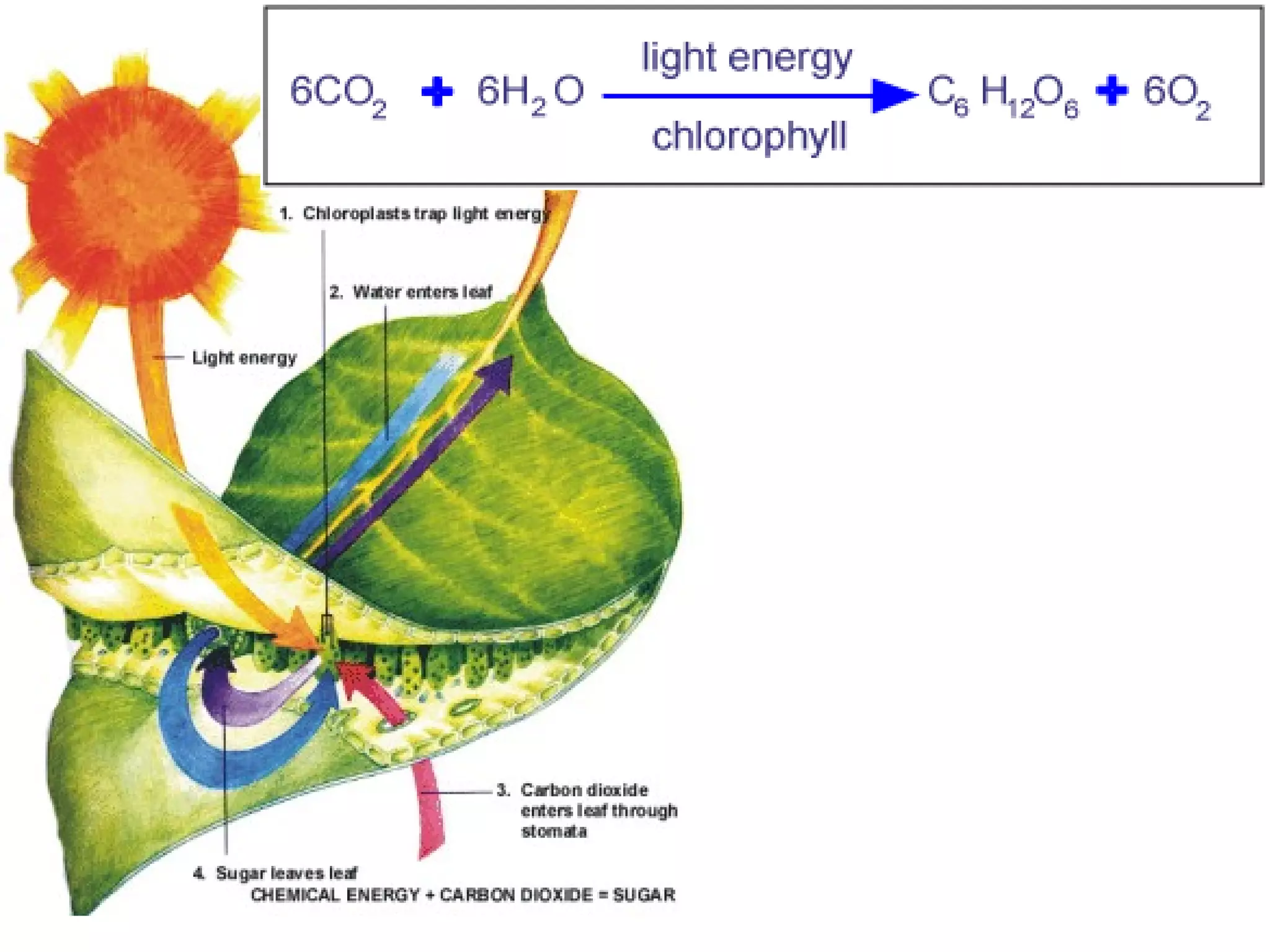 Factors Which Affect Photosynthesis | PPT