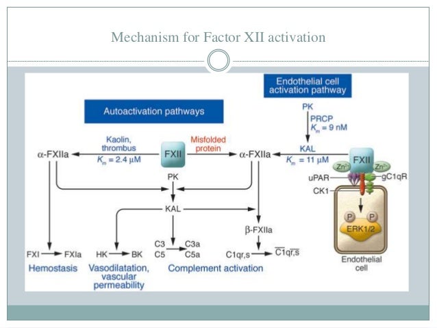 Factor xii deficiency