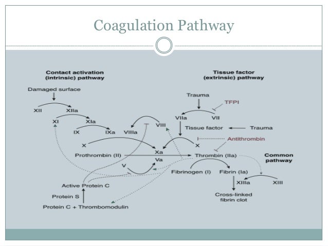 Factor xii deficiency