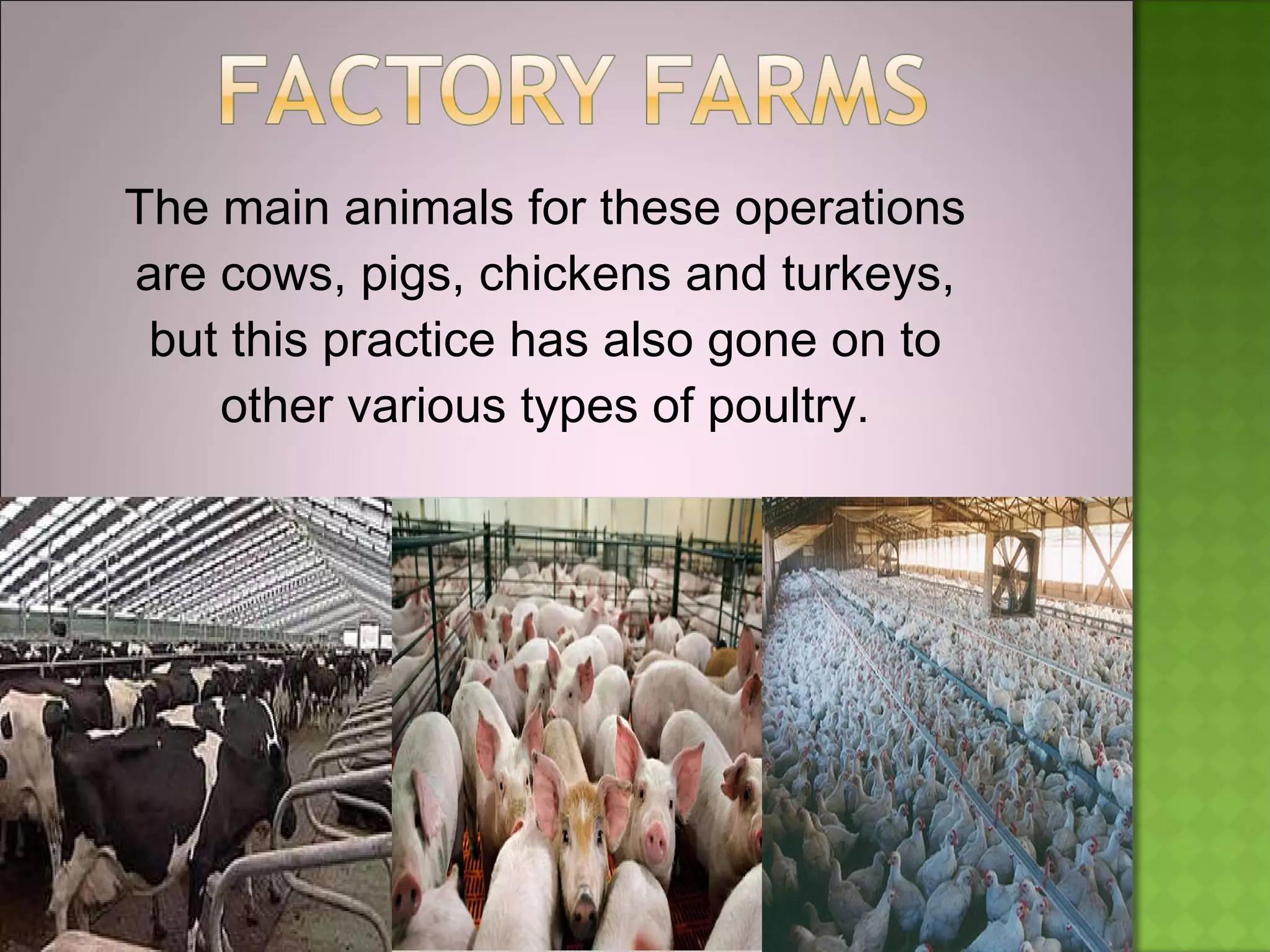 Factory Farming And The Impact On The Environment | PPT