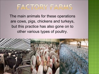 Factory Farming And The Impact On The Environment | PPT