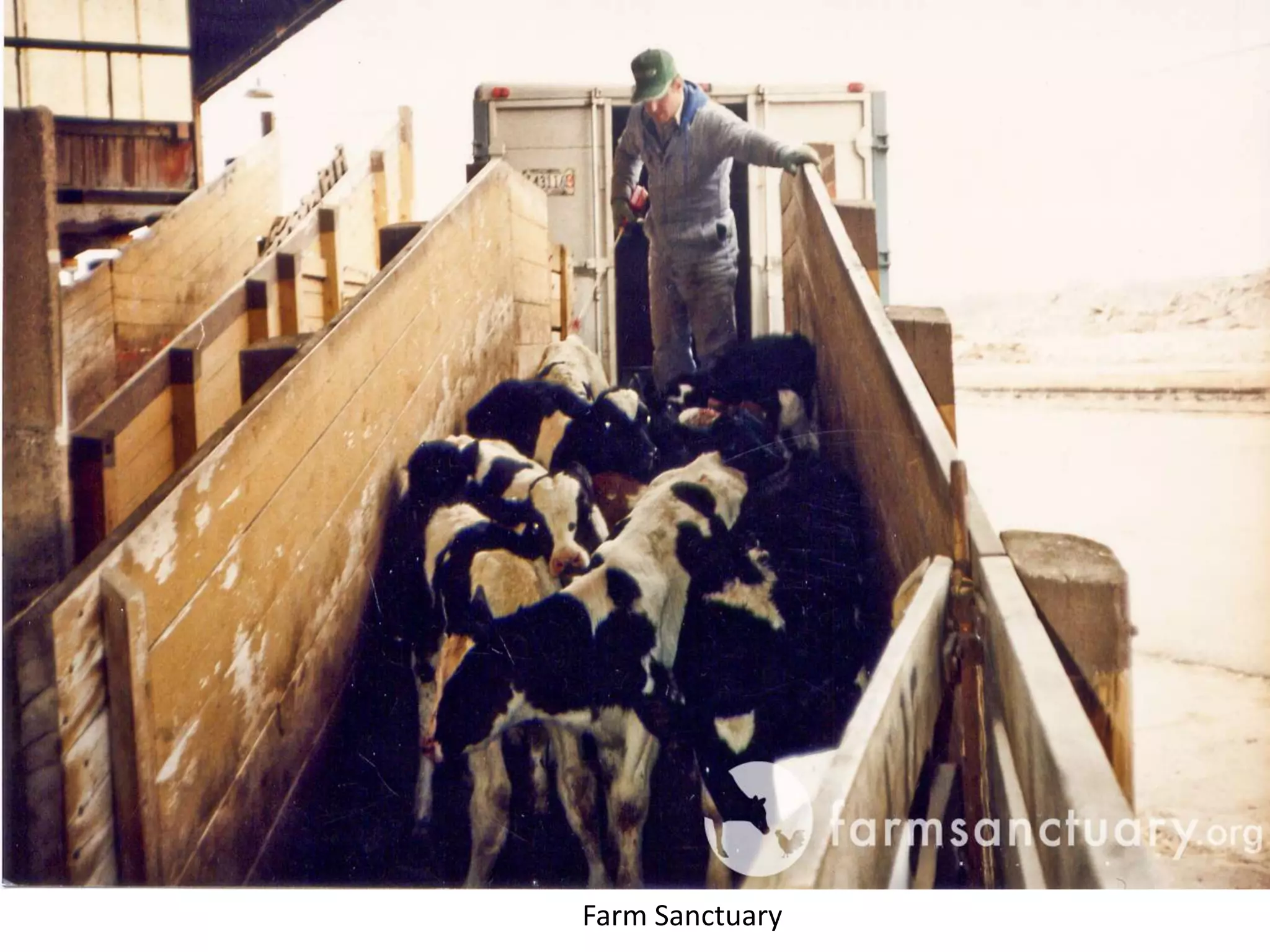 Factory farming human planning project | PPTX