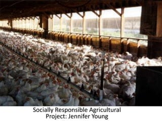 Factory farming human planning project | PPTX | Agriculture | Industries