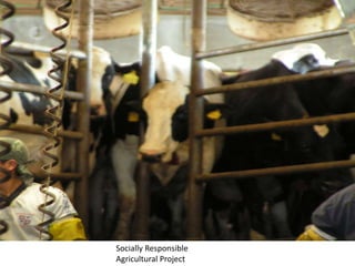 Factory farming human planning project | PPTX | Agriculture | Industries