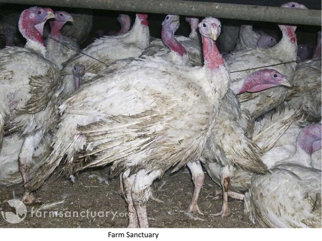 Factory farming human planning project | PPTX | Agriculture | Industries