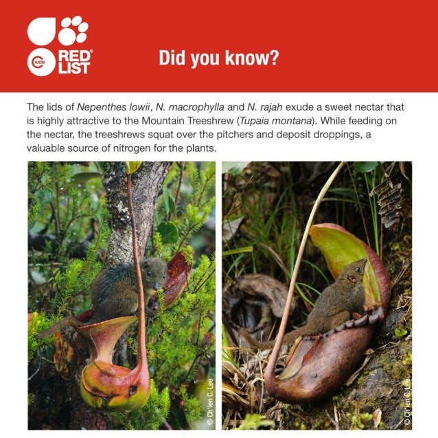 Fascinating Facts about Carnivorous Plants - IUCN Red List Fascinating Facts about Carnivorous Plants - IUCN Red List