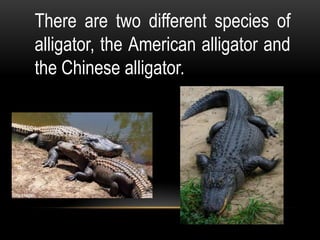 Facts about alligators | PPTX