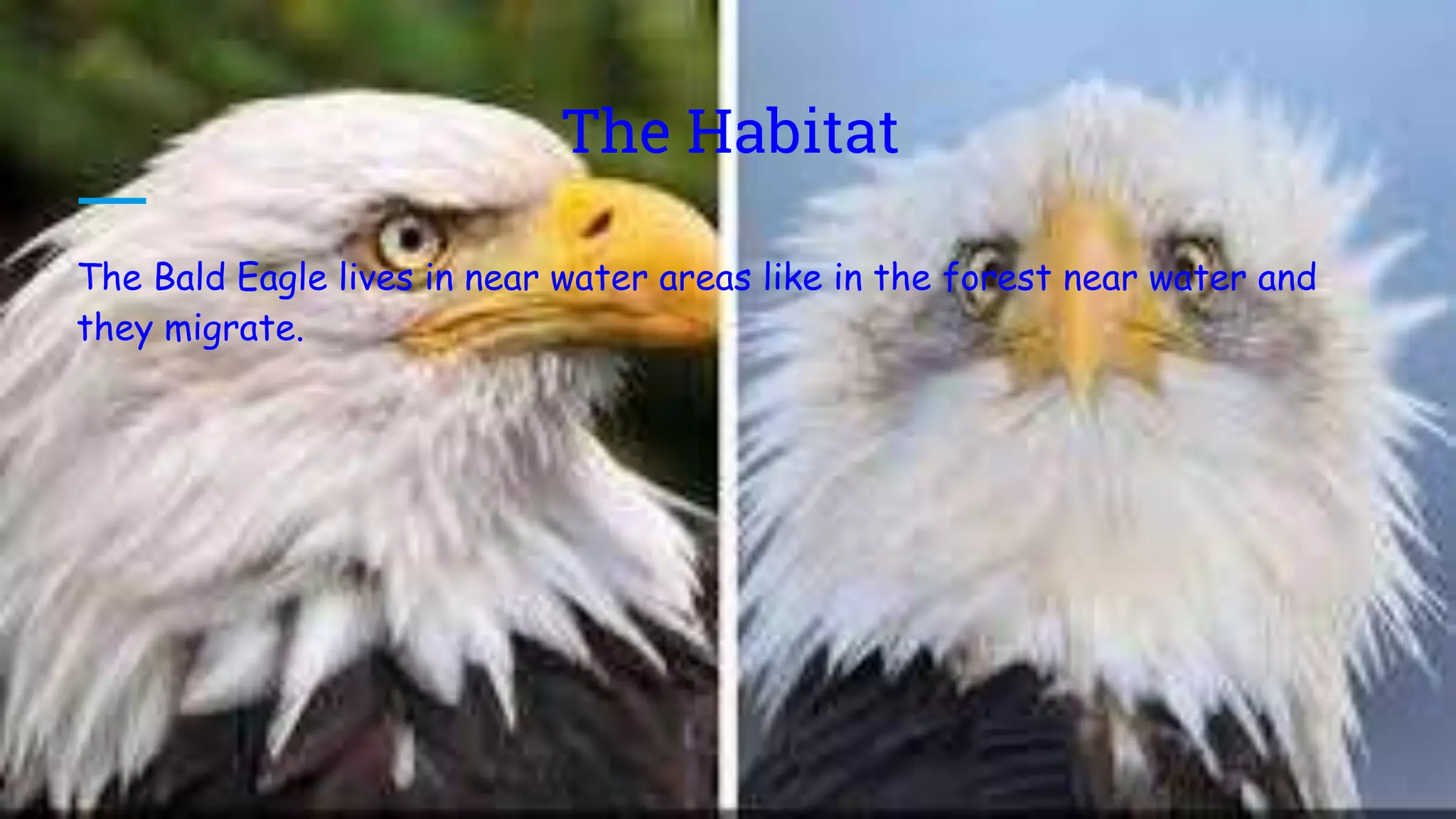 Facts about bald eagles | PPT