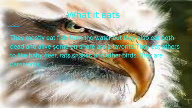 Facts about bald eagles | PPT