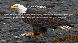 Facts about bald eagles | PPT