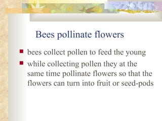 Facts About Bees | PPT