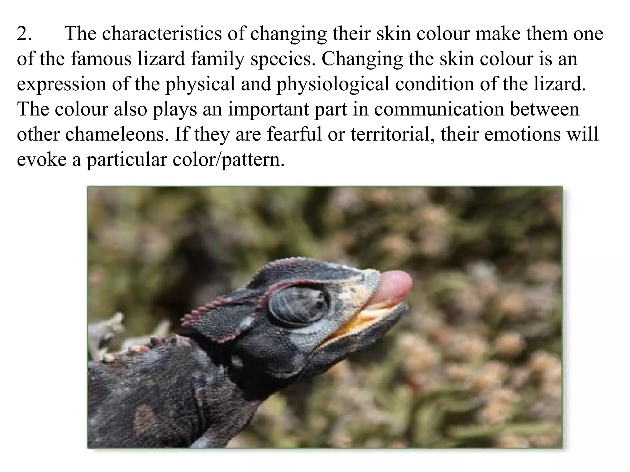 Facts about chameleons | PPT