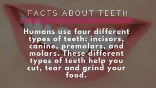 Facts About Teeth & Dental Hygiene | PPTX