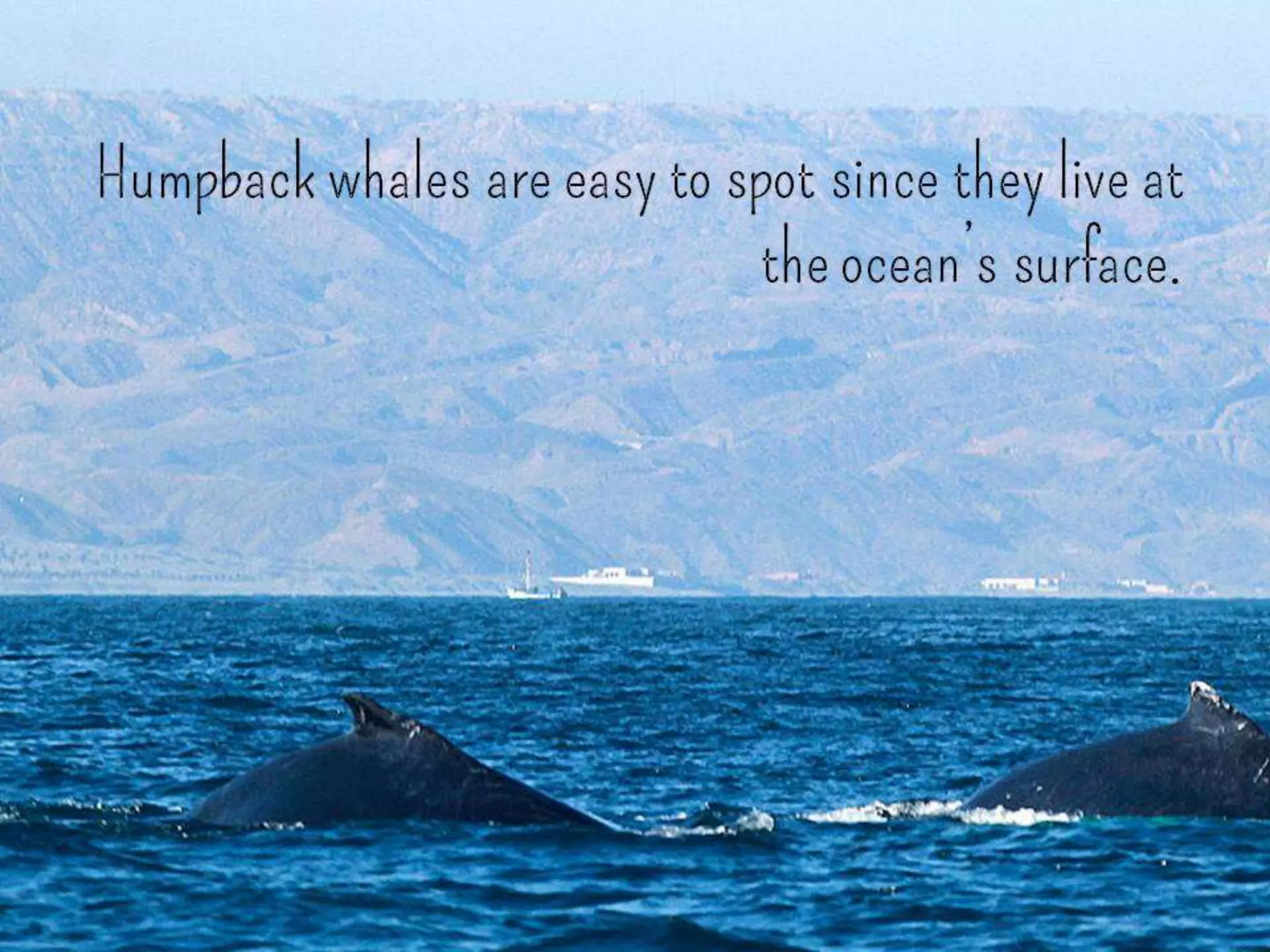 Facts About Humpback Whales | PPTX