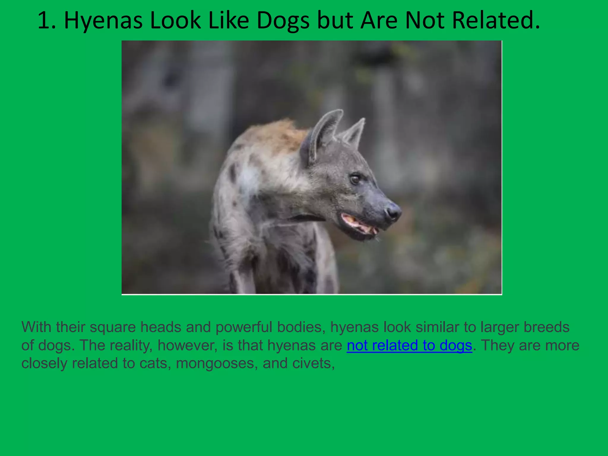 Facts about Hyenas.pptx