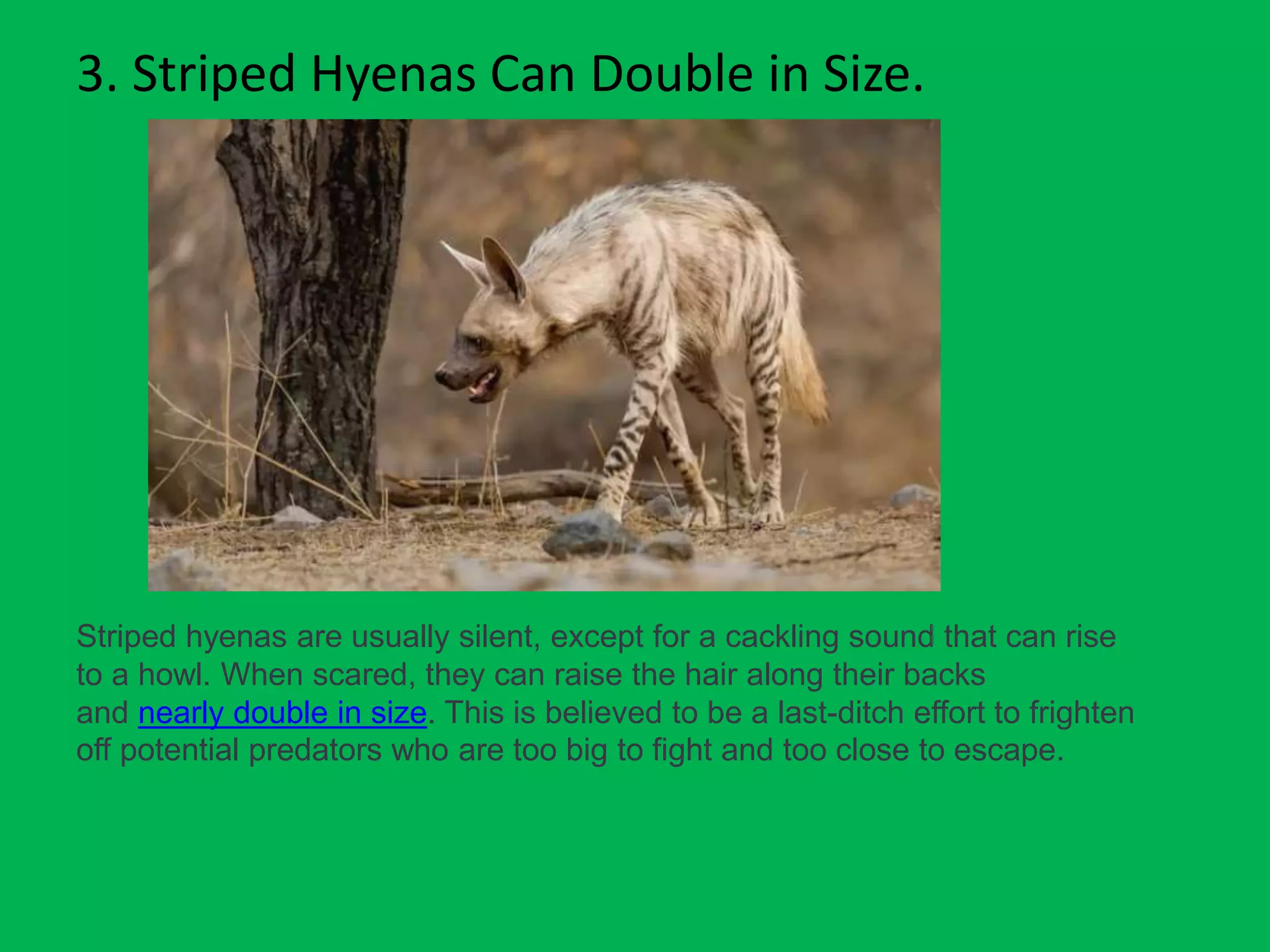 Facts about Hyenas.pptx