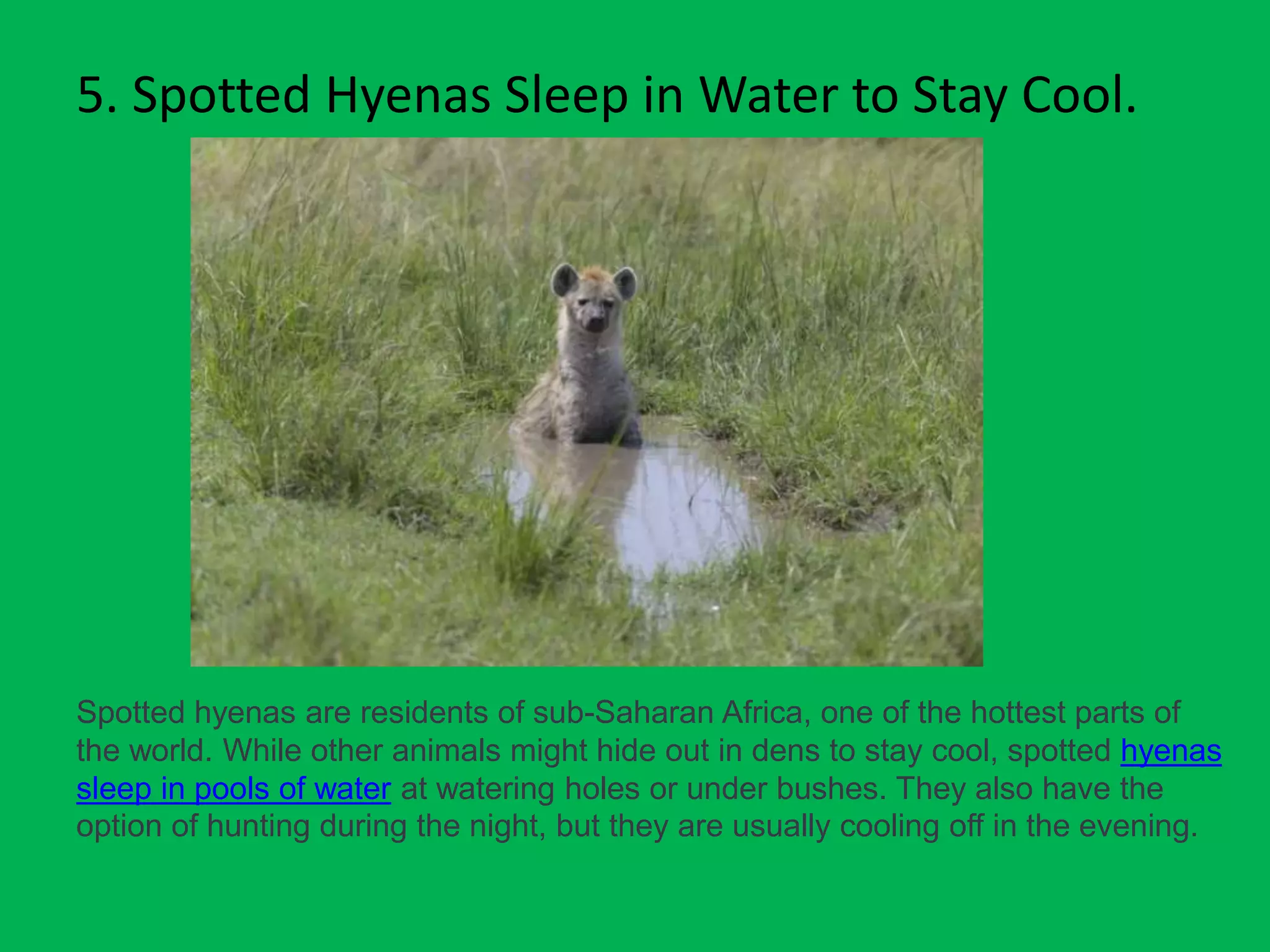 Facts about Hyenas.pptx