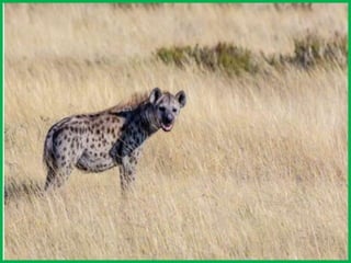 Facts about Hyenas.pptx
