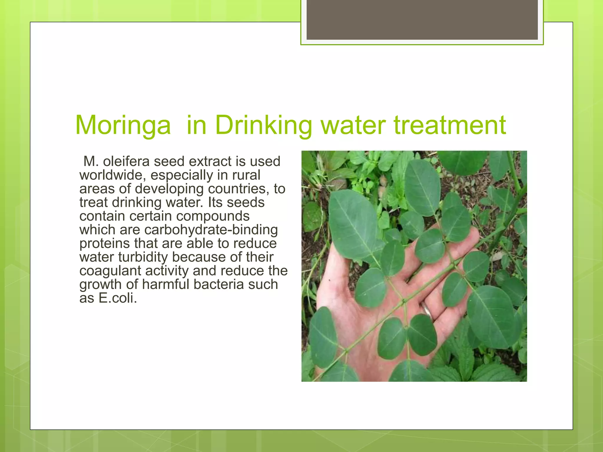 Facts about moringa oleifera by mr Allah Dad Khan Visiting professor he ...