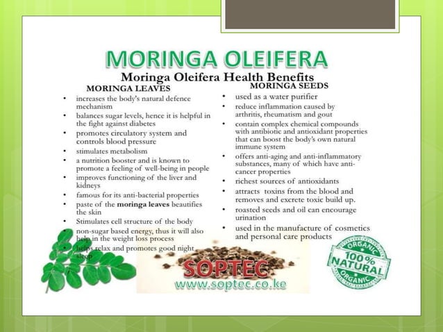 Facts about moringa oleifera by mr Allah Dad Khan Visiting professor he ...