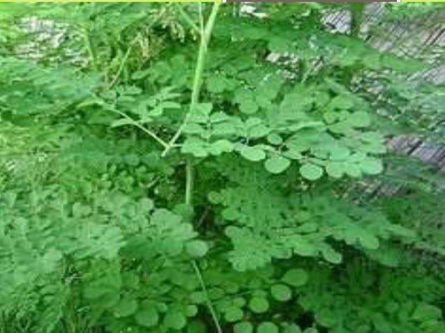 Facts about moringa oleifera by mr Allah Dad Khan Visiting professor he ...