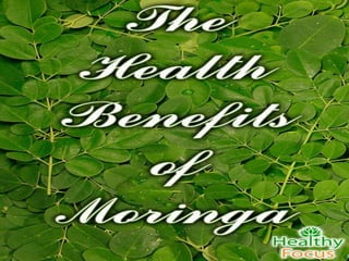 Facts about moringa oleifera A Presentation By Mr. Allah dad Khan ...