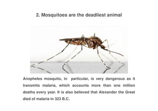 Some interesting facts about mosquito | PDF