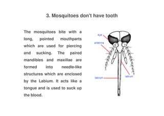 Some interesting facts about mosquito | PDF