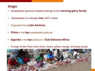 Facts about Orange-Fleshed Sweetpotato | PPTX