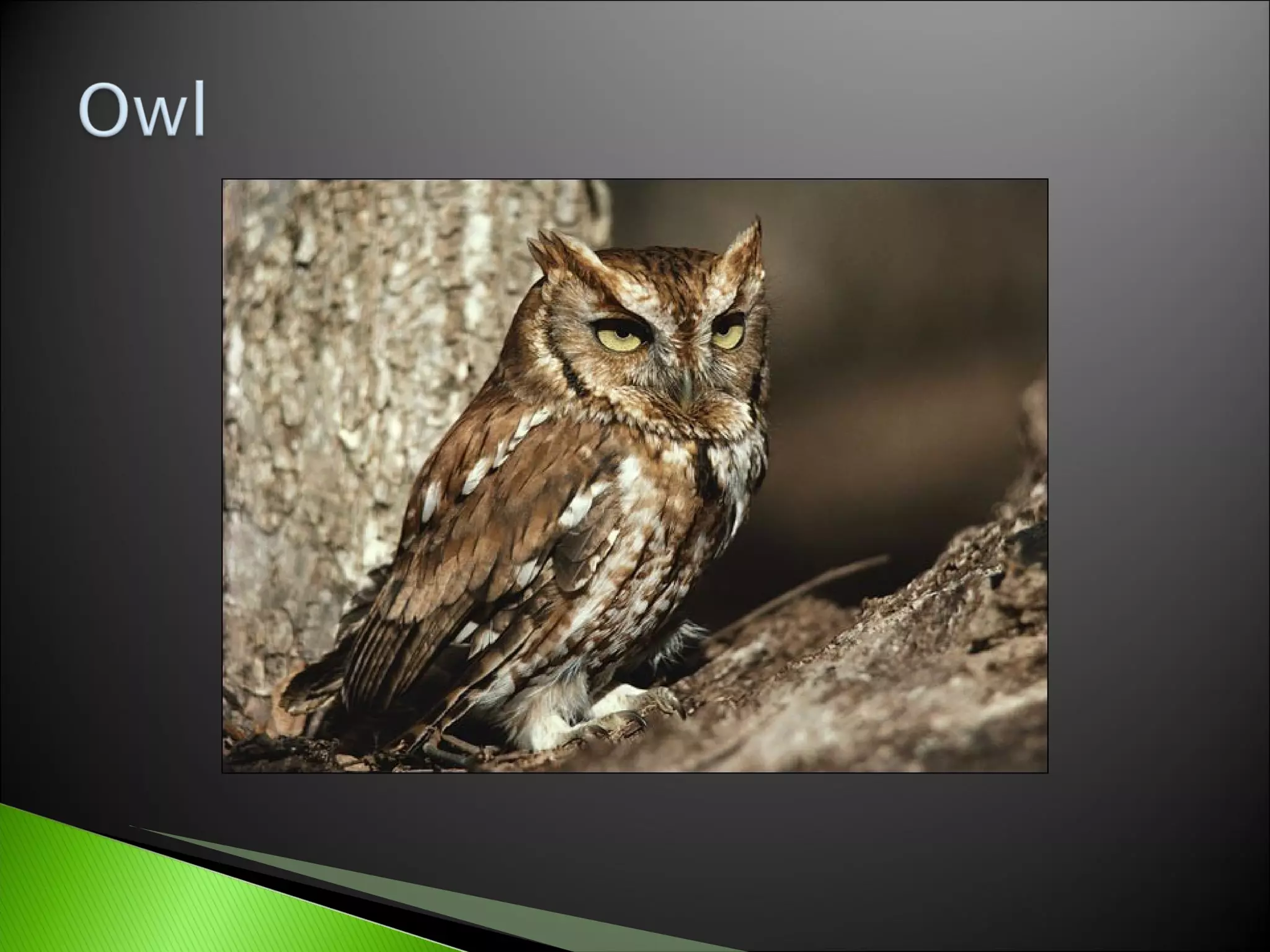 Facts about owls | PPT