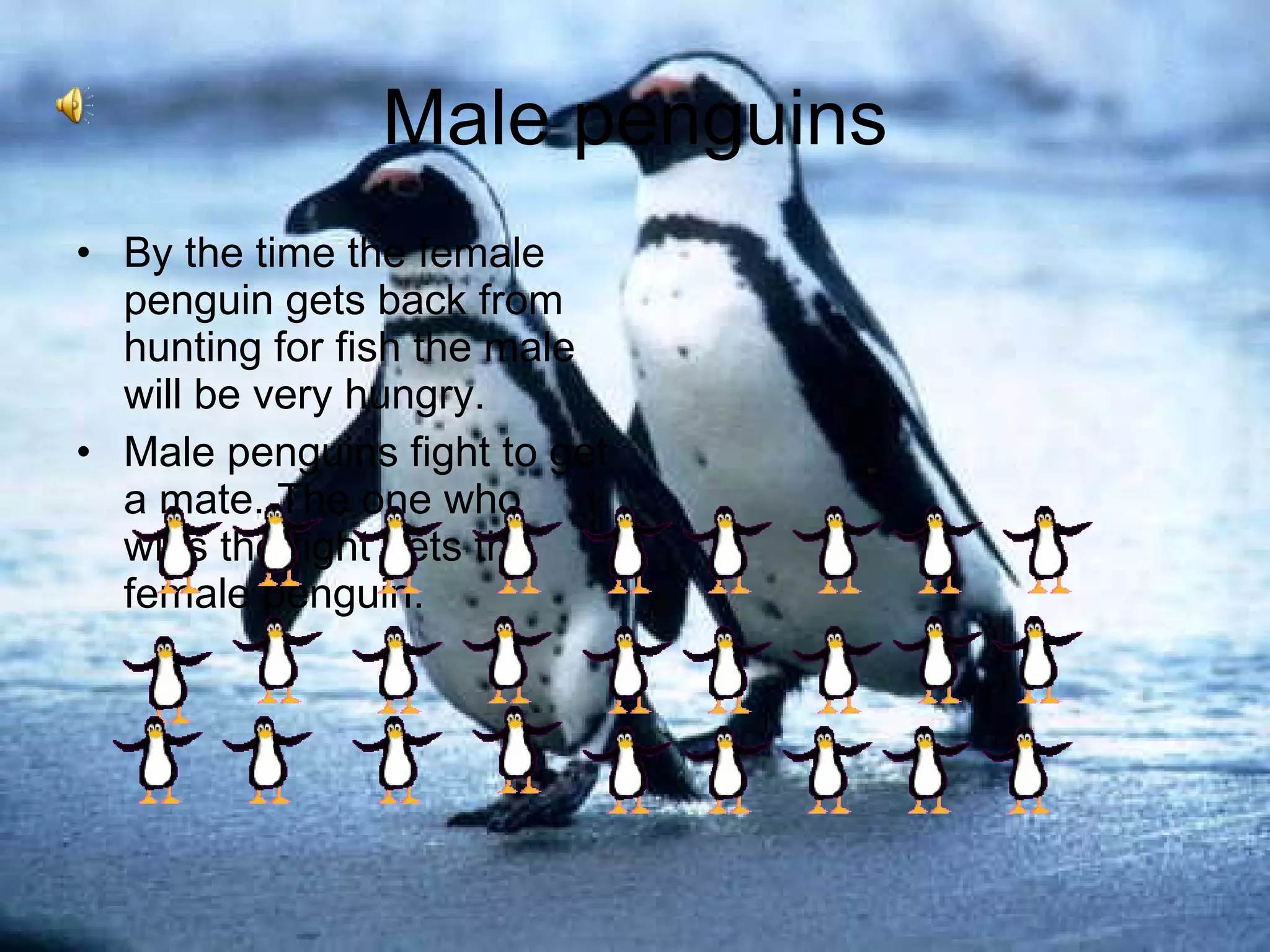 Facts about penguins! | PPT