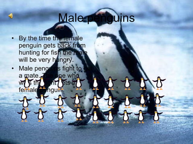 Facts about penguins! | PPT