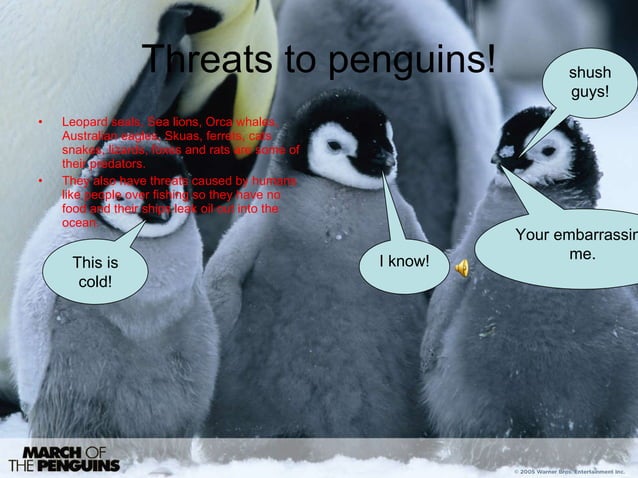 Facts about penguins! | PPT