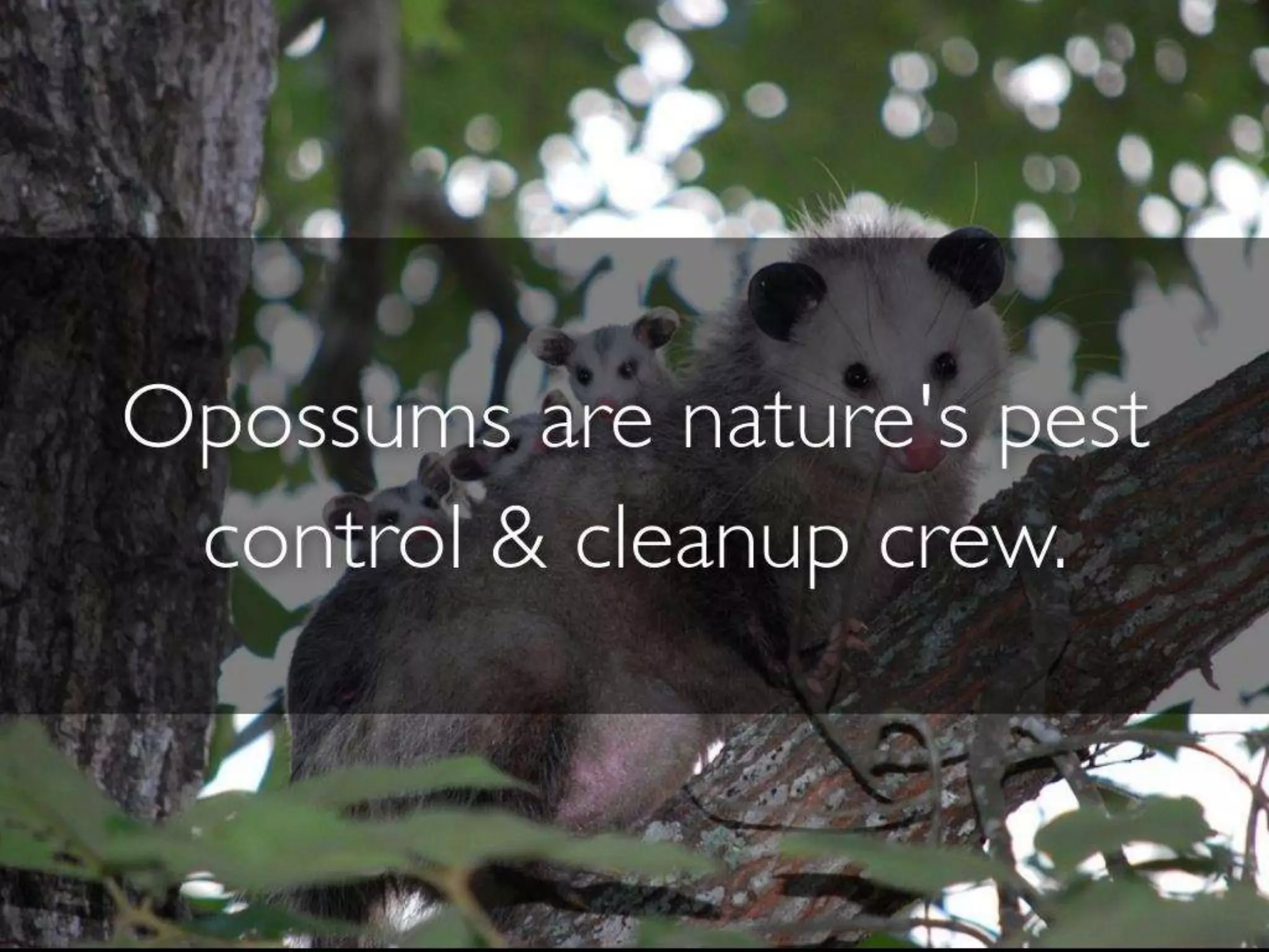 Facts About Possums | PPTX