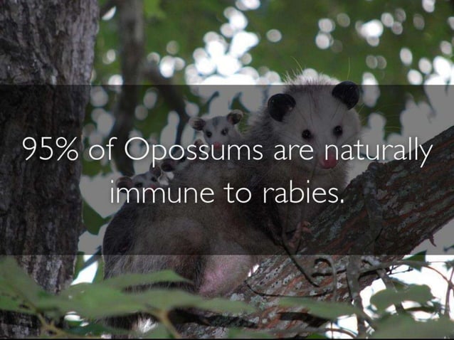 Facts About Possums | PPTX