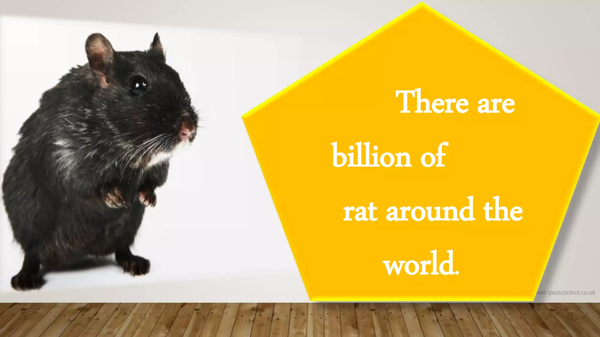 Facts about rat | PPT