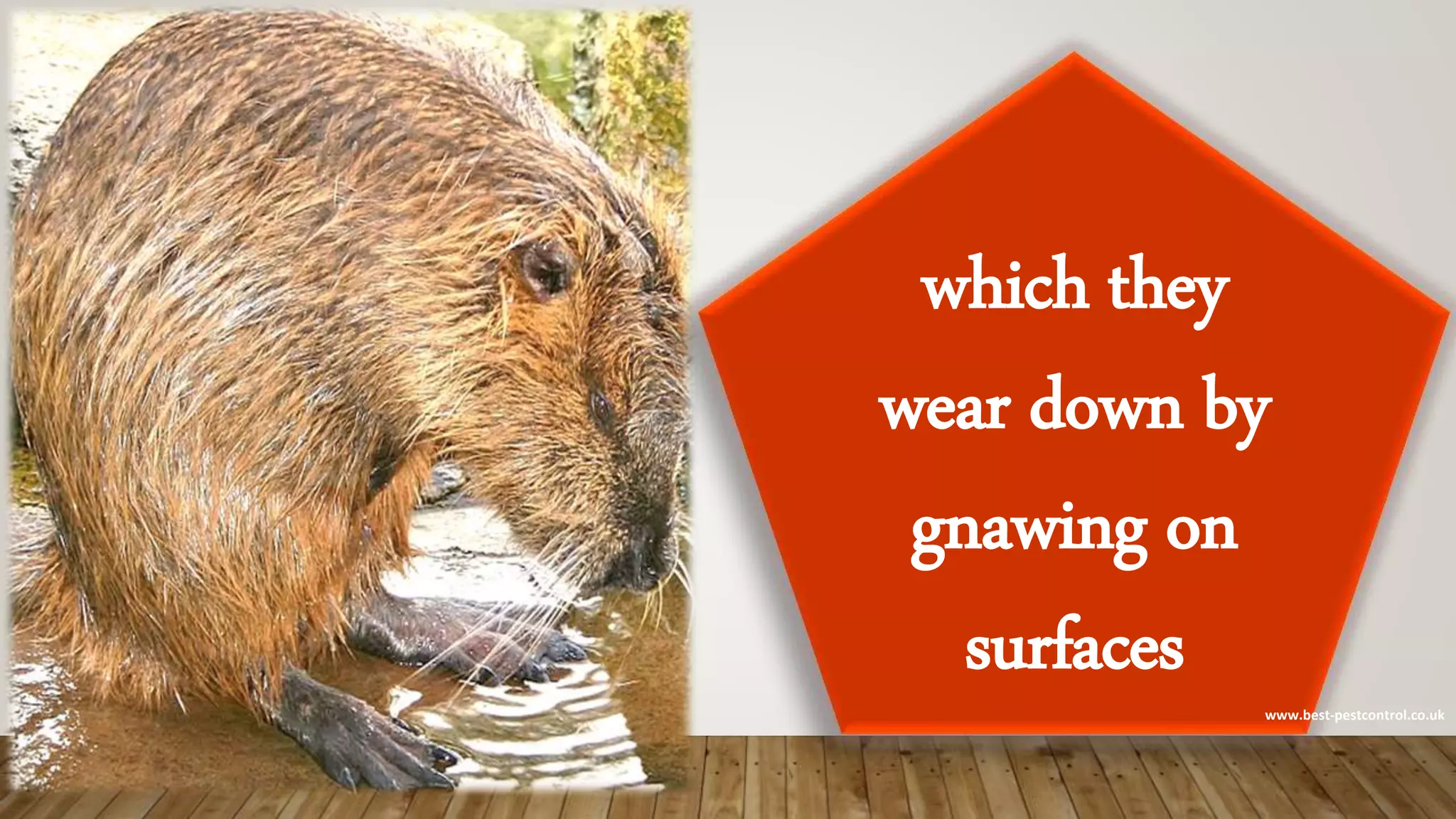 Facts about rat | PPT