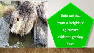 Facts about rat | PPT