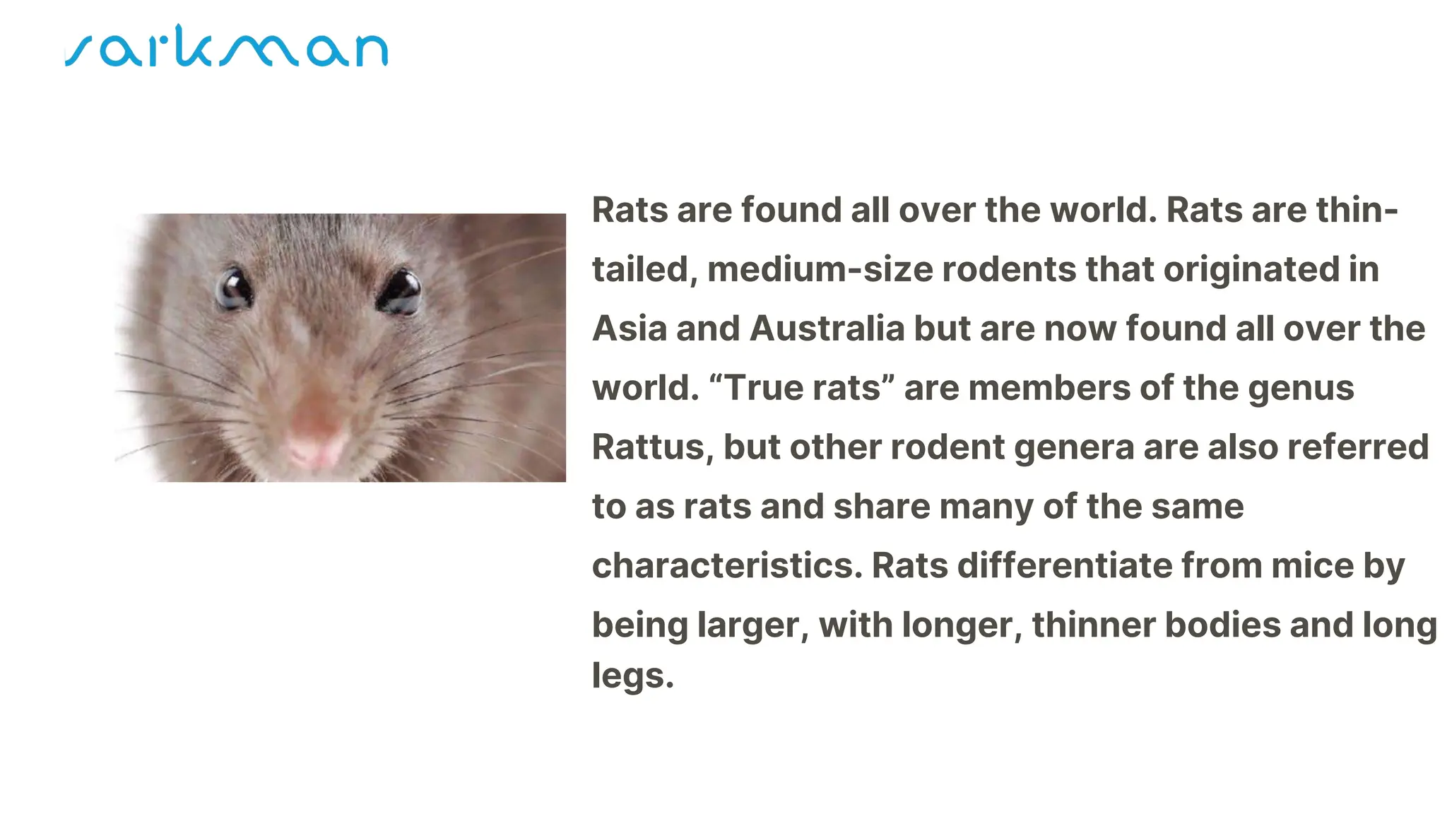 Facts About Rats | PPT