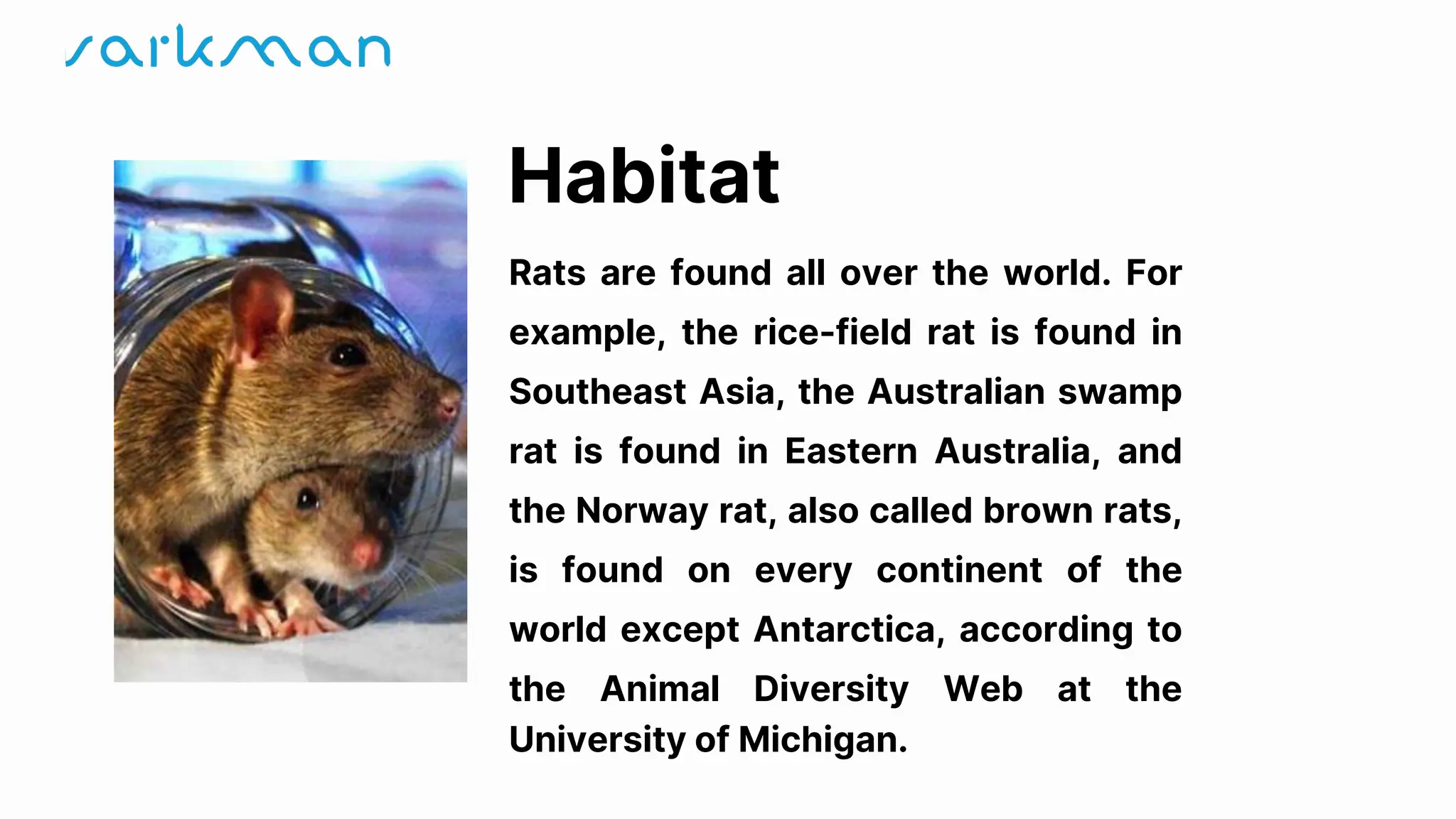 Facts About Rats | PPT | Free Download
