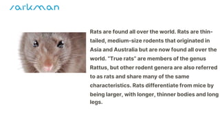 Facts About Rats | PPT