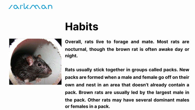 Facts About Rats | PPT