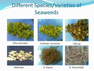 Different kinds of seaweeds in the philippines store